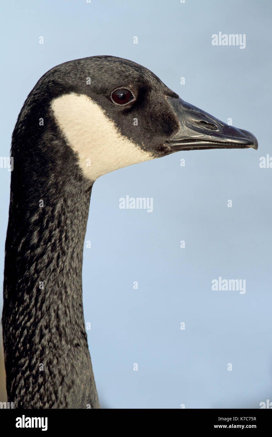 Branta canadiensis hi-res stock photography and images - Alamy