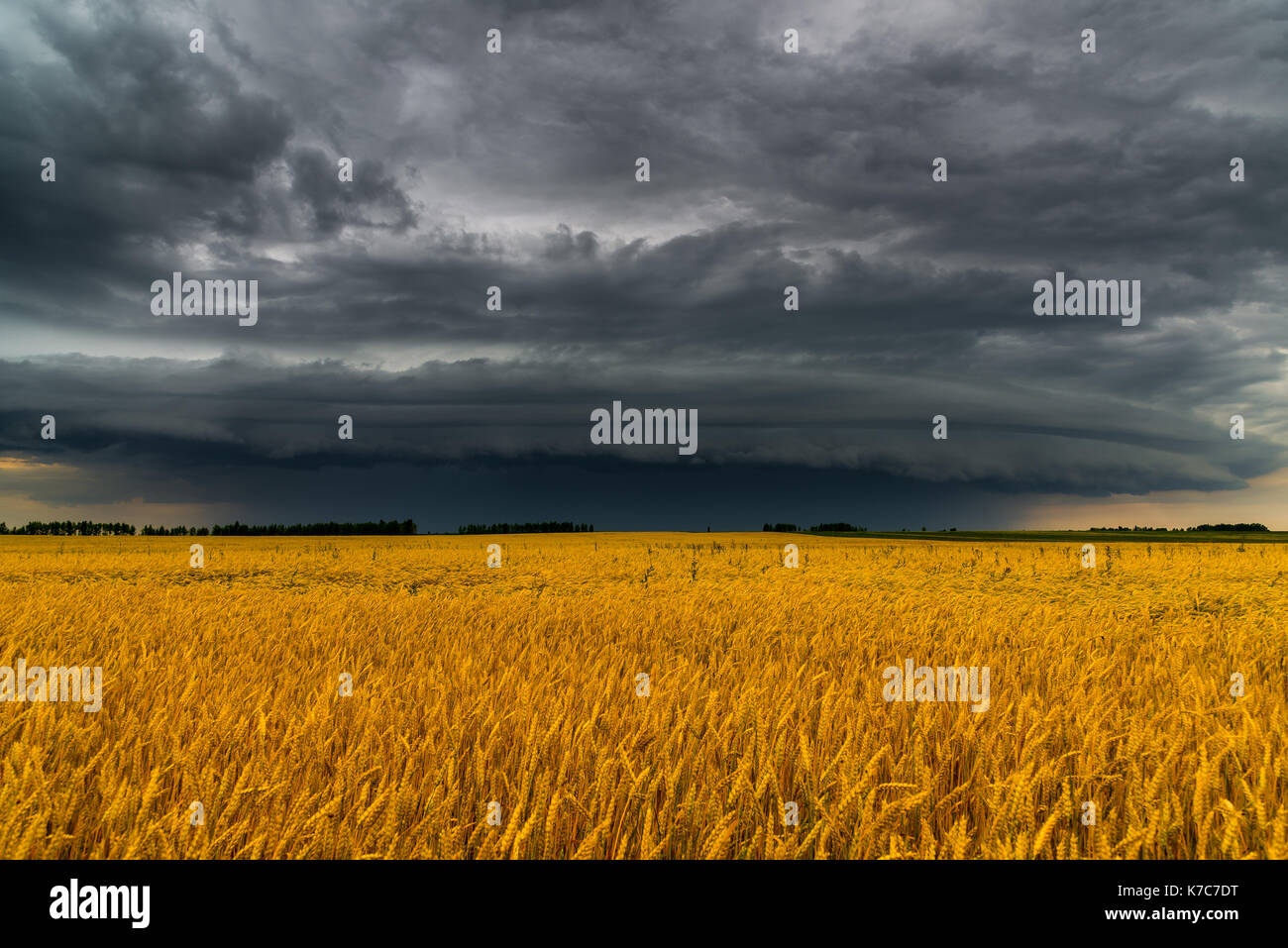 Rain clouds over wheat field hi-res stock photography and images - Alamy
