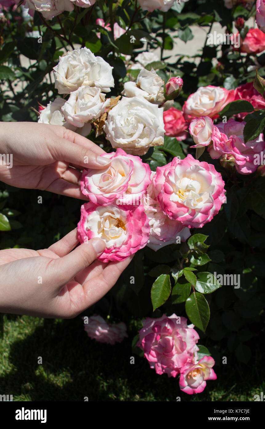 Beautiful fresh roses in hand Stock Photo - Alamy