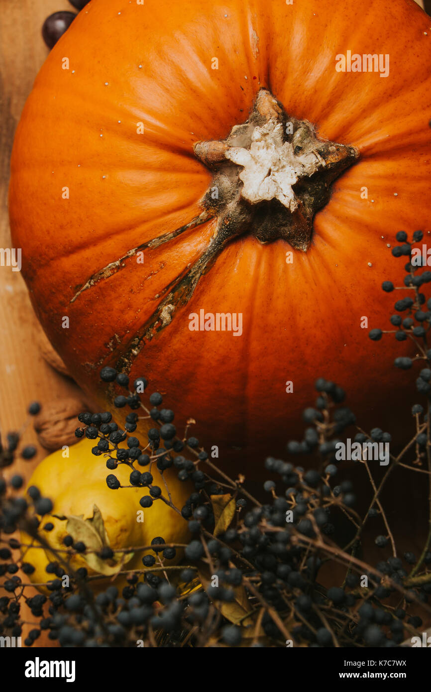 Pumpkin still life in a dark baroque style Stock Photo - Alamy