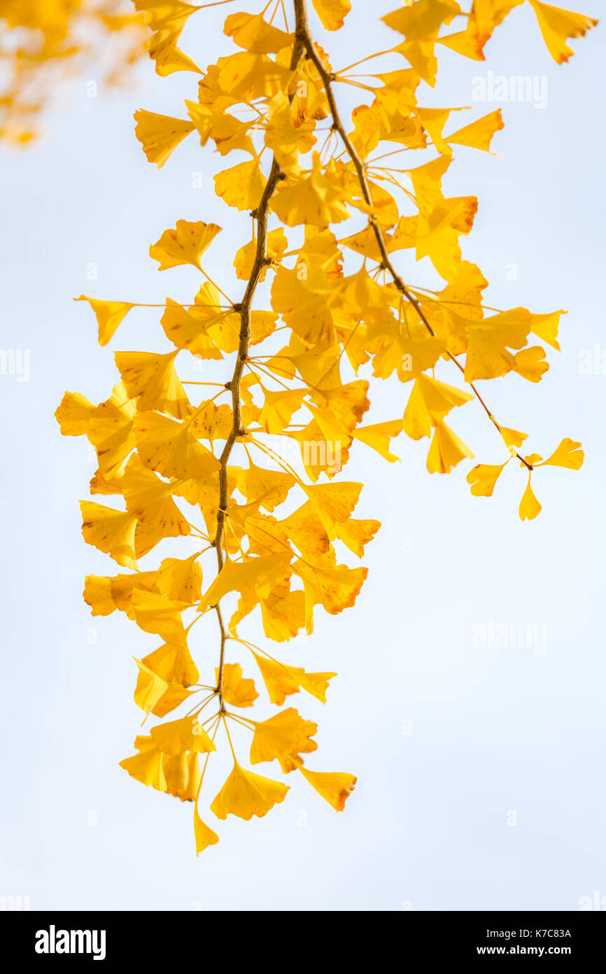 Ginkgo trees in Autumn in Tokyo Japan Stock Photo - Alamy