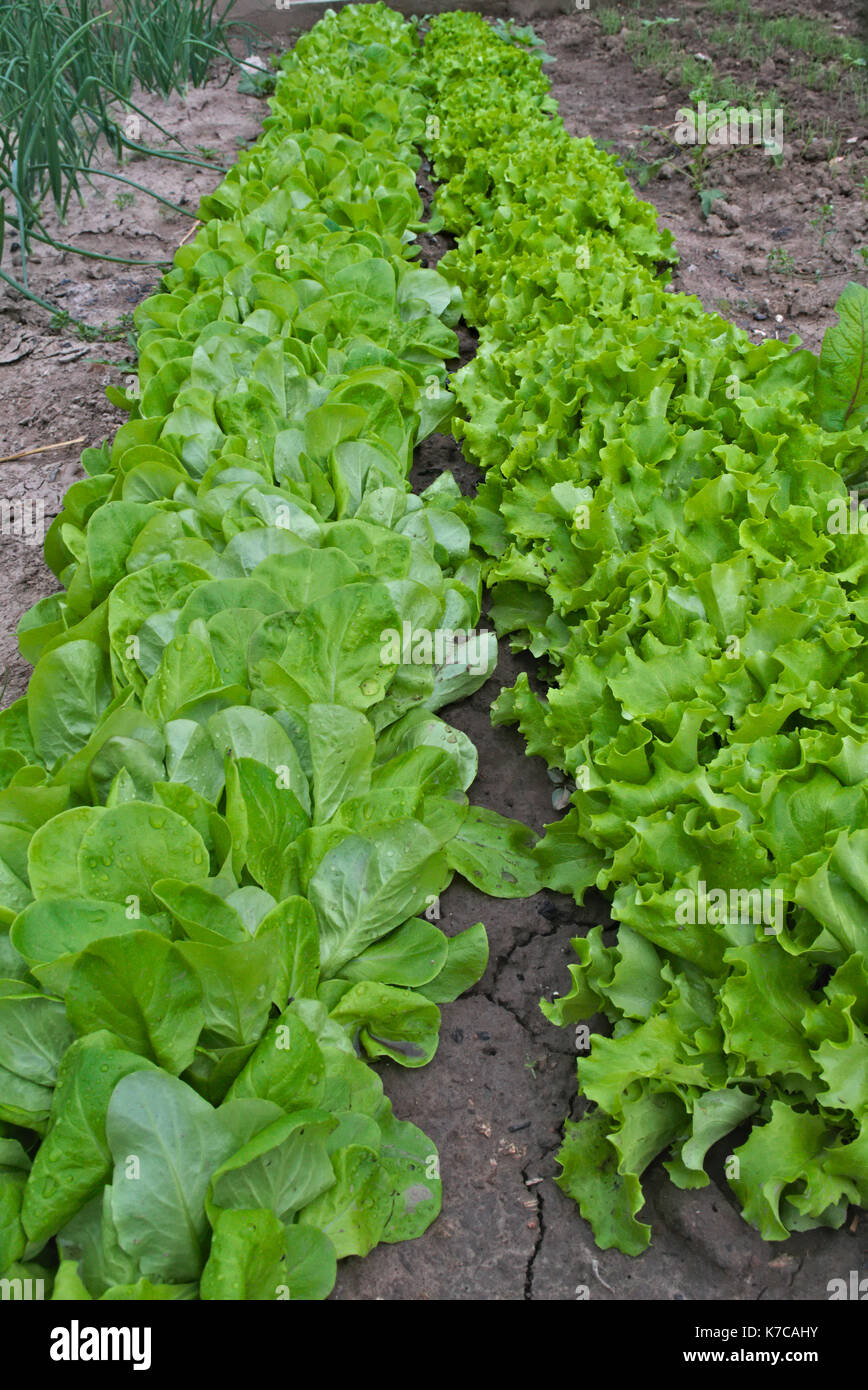 Rows of lettuce growing in garden at spring Stock Photo - Alamy