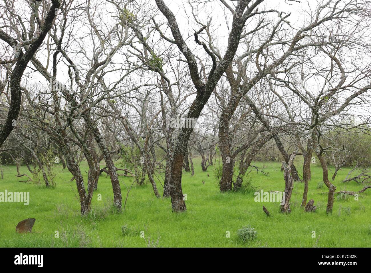 Fantasy fairy tale forest hi-res stock photography and images - Alamy