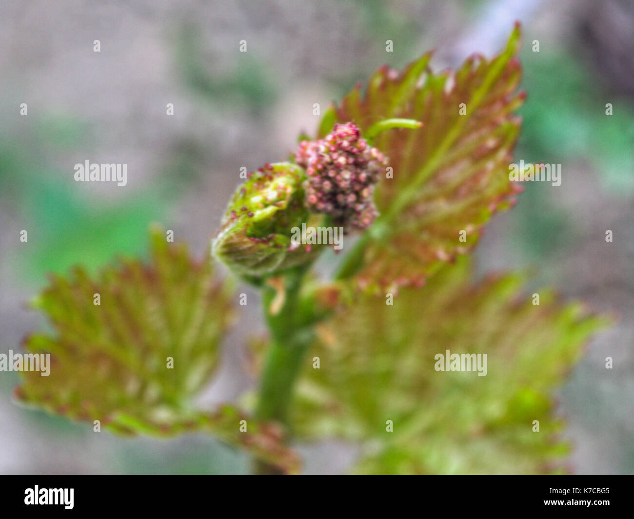 Grapevine starting to grow small grapes at spring Stock Photo - Alamy