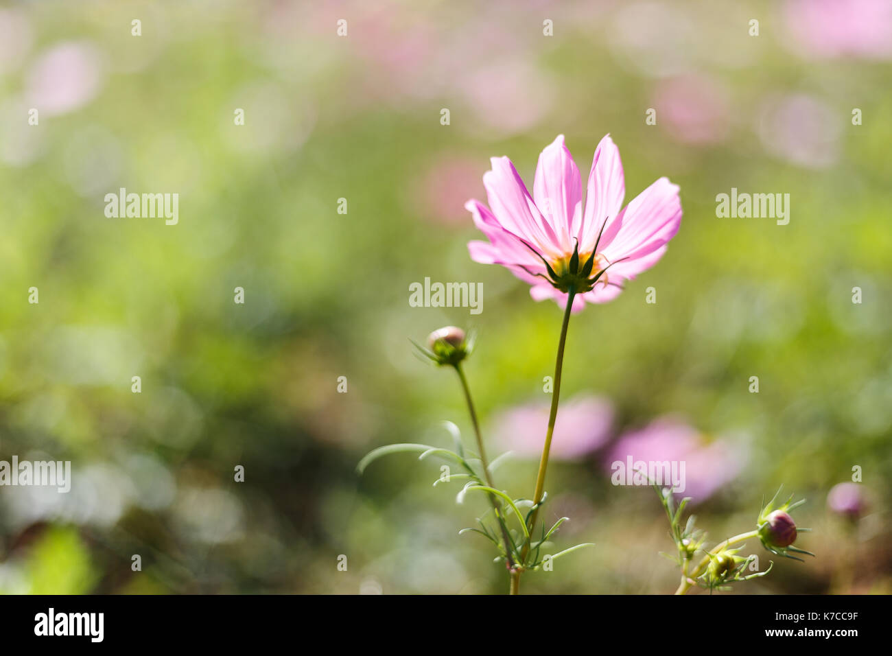 Technique of retort light on pink flower make it bright and highlight ...
