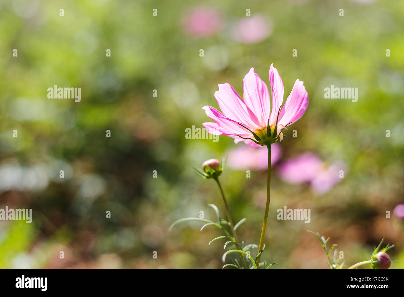 Technique of retort light on pink flower make it bright and highlight ...