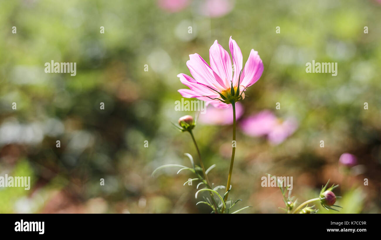 Technique of retort light on pink flower make it bright and highlight ...