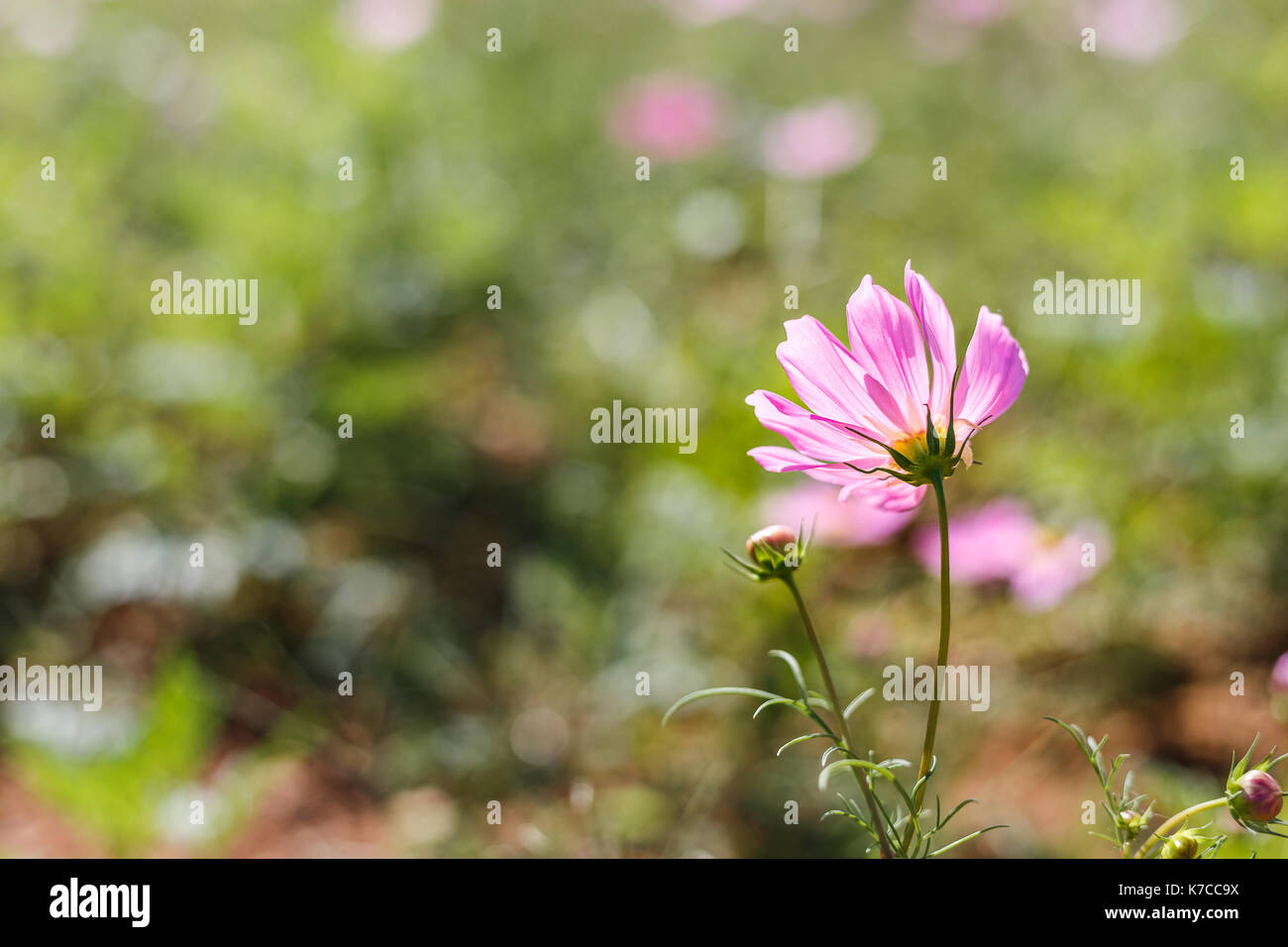 Technique of retort light on pink flower make it bright and highlight ...