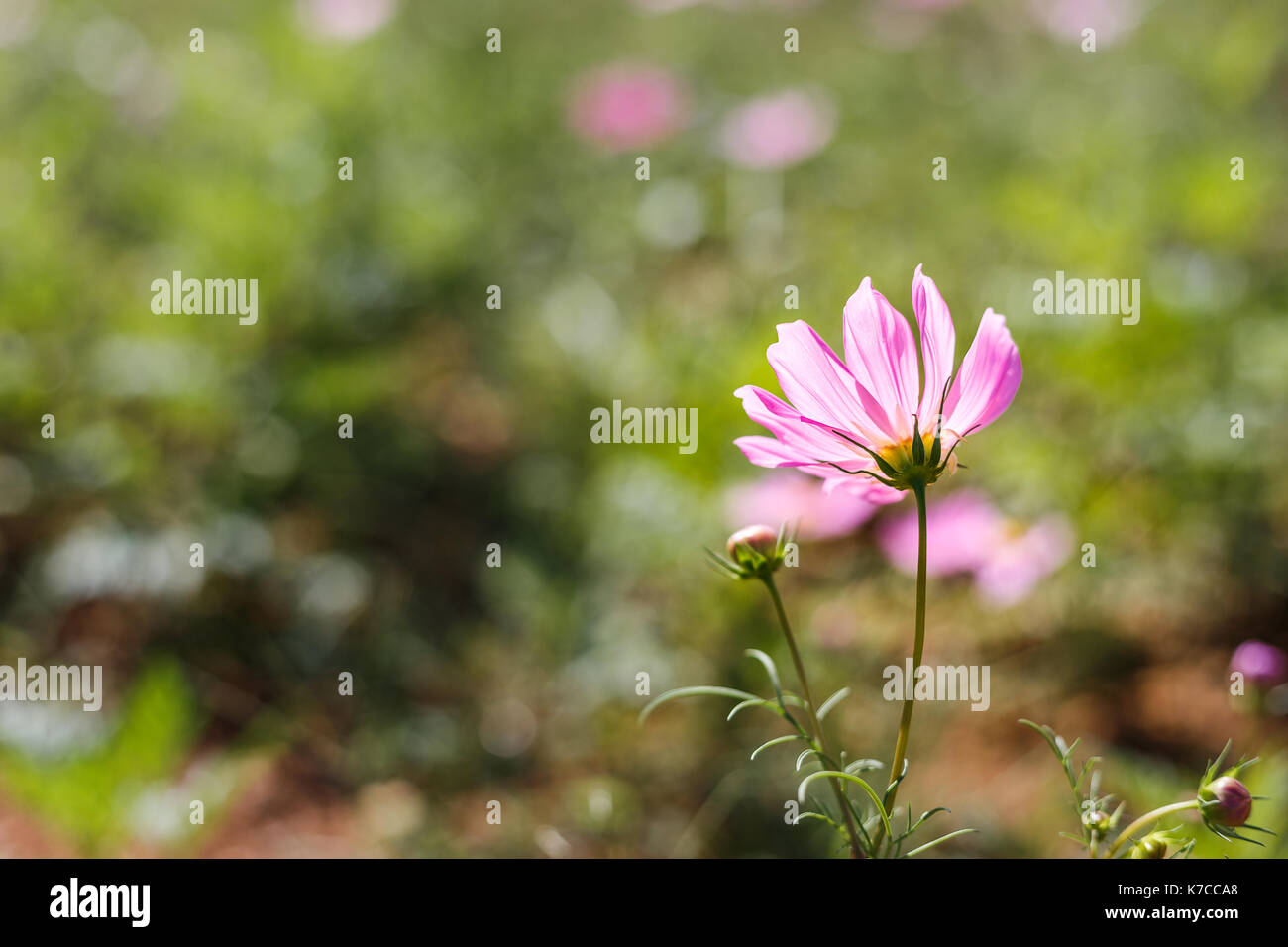 Technique of retort light on pink flower make it bright and highlight ...