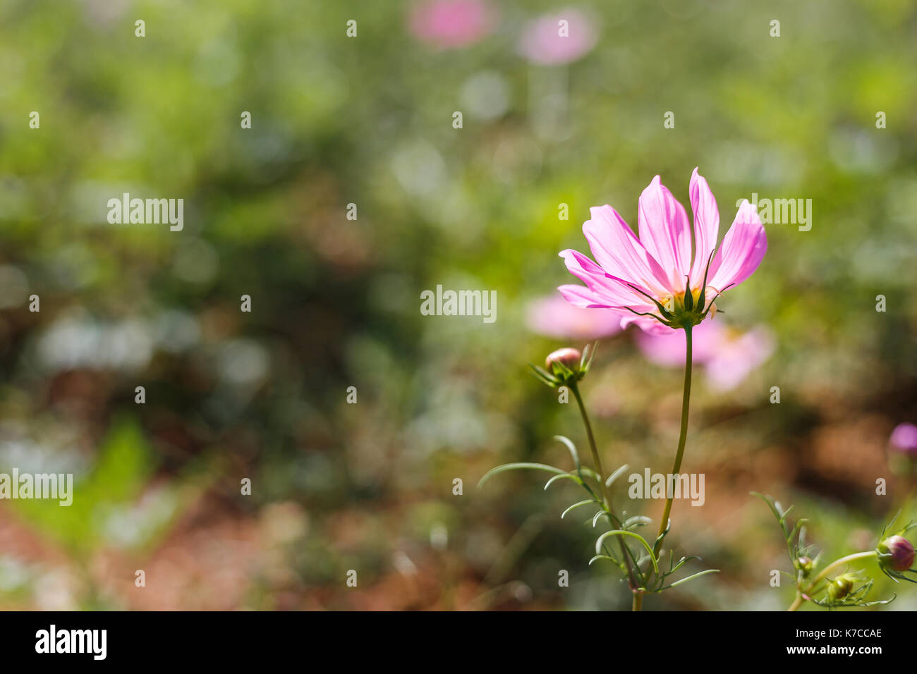 Technique of retort light on pink flower make it bright and highlight ...
