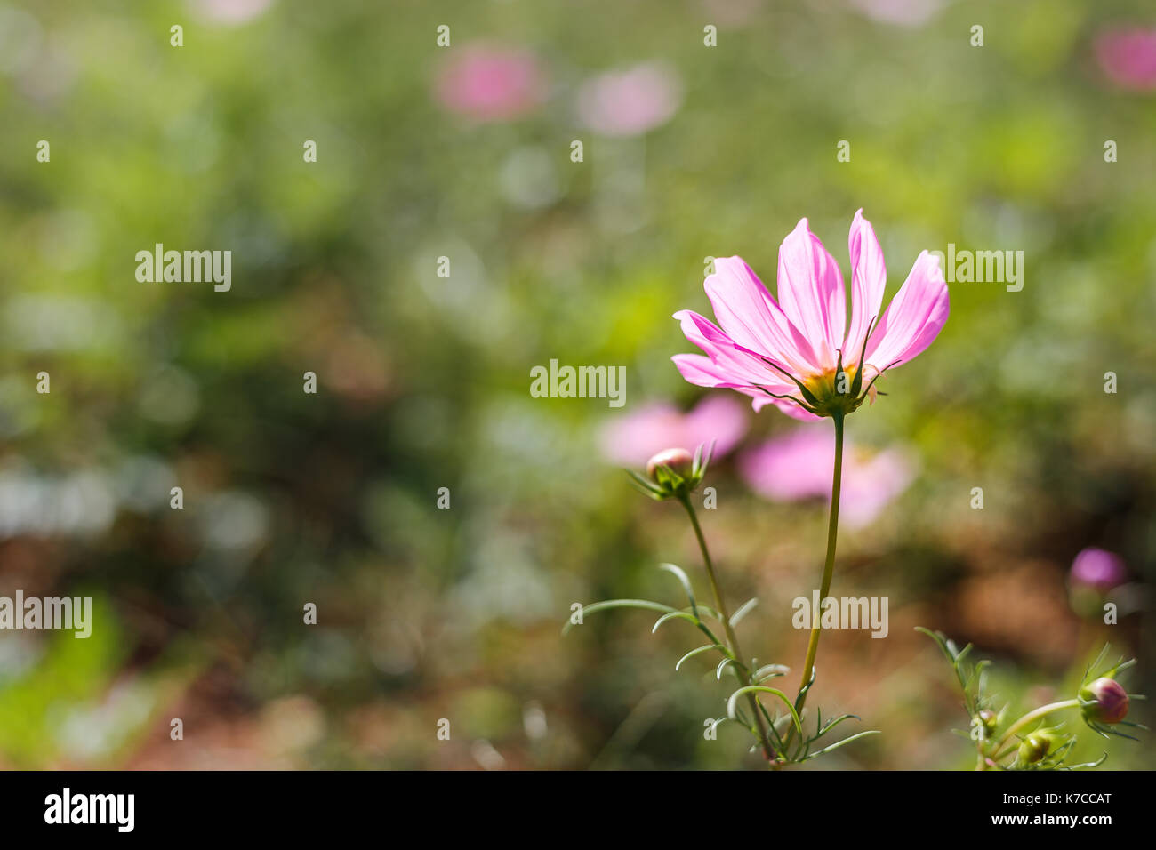 Technique of retort light on pink flower make it bright and highlight ...