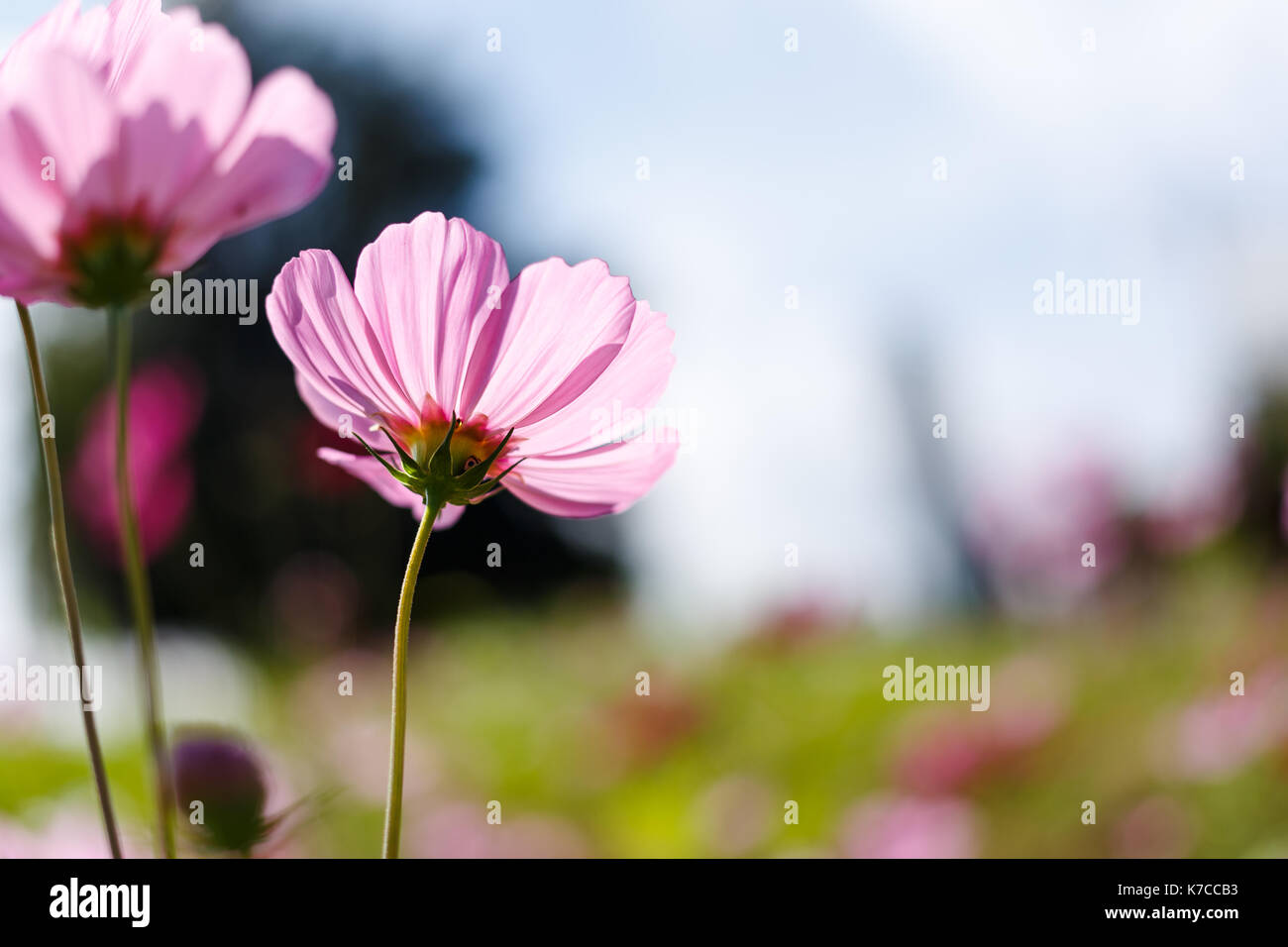 Technique of retort light on pink flower make it bright and highlight ...