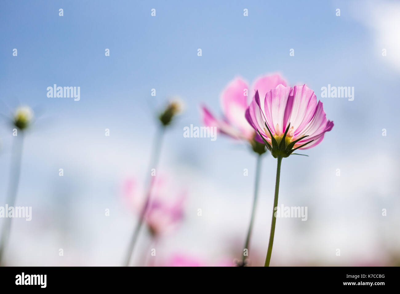 Technique of retort light on pink flower make it bright and highlight ...