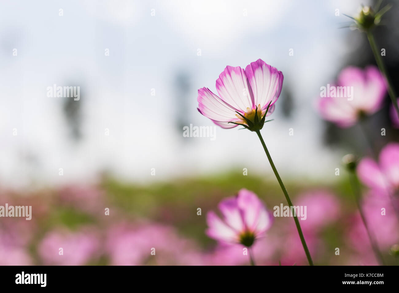Technique of retort light on pink flower make it bright and highlight ...