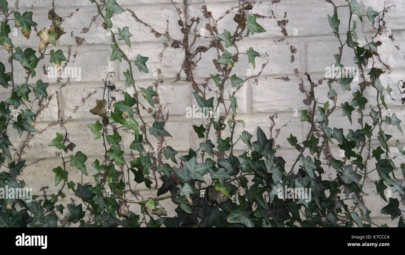 Ivy wall hi-res stock photography and images - Alamy
