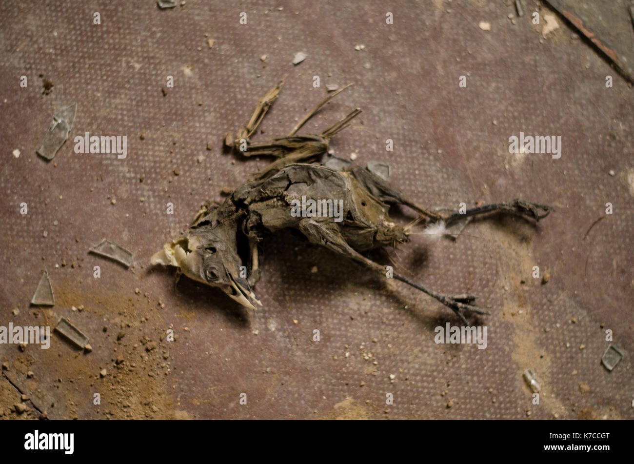 Skeleton of dead birds lying on the floor Stock Photo - Alamy