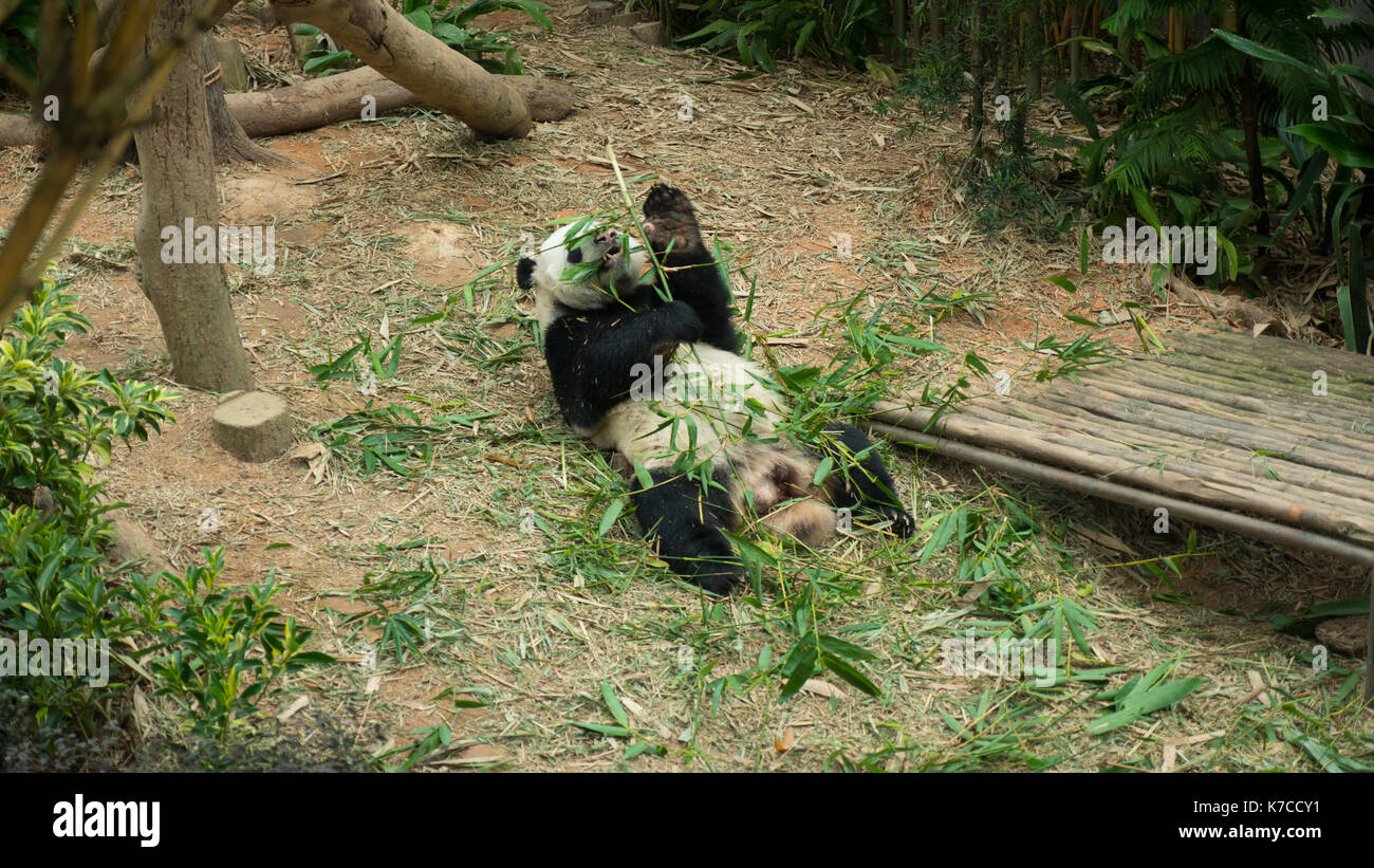 Giant Panda eating Food Stock Photo - Alamy