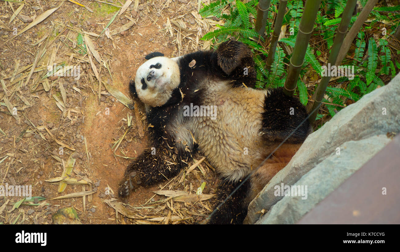 Giant Panda Resting Stock Photo - Alamy