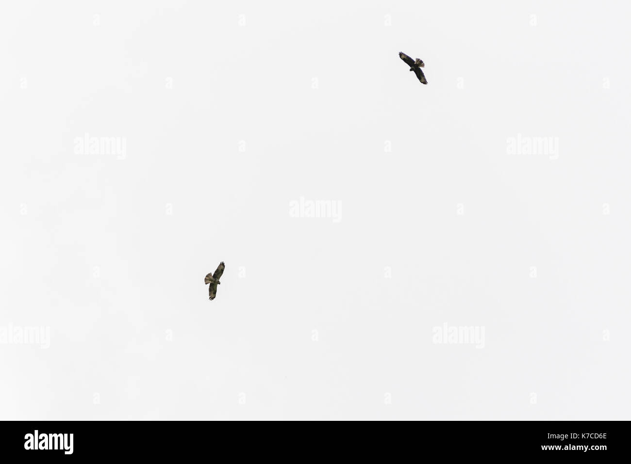 Pair of buzzards hi-res stock photography and images - Alamy