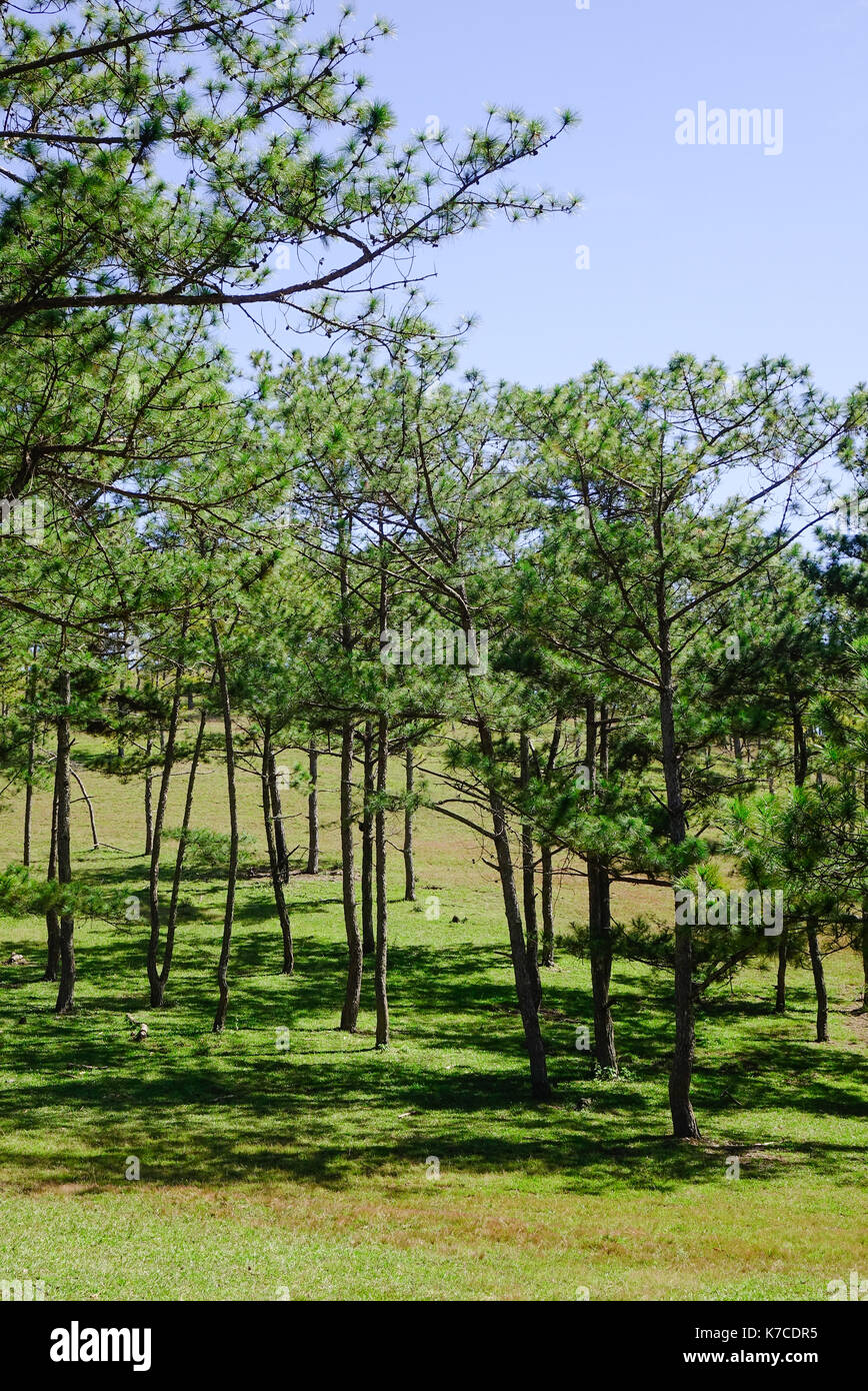 Pine trees at forest in sunny day in Dalat, Vietnam. Dalat was ...