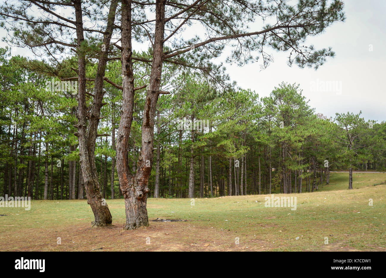 Pine tree forest in Dalat, Vietnam. Dalat is a city located on Lang ...