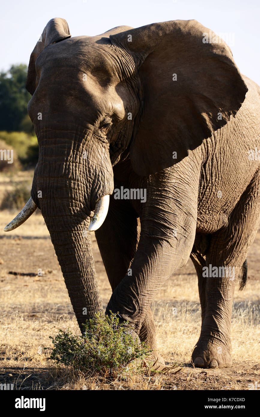 Botswana elephant tuli block hi-res stock photography and images - Alamy