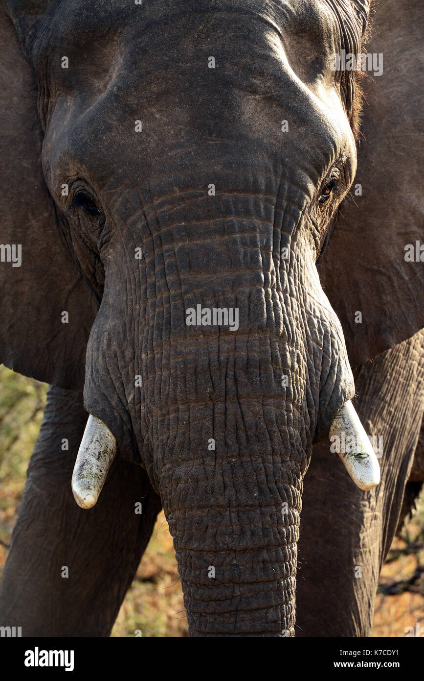Botswana elephant tuli block hi-res stock photography and images - Alamy