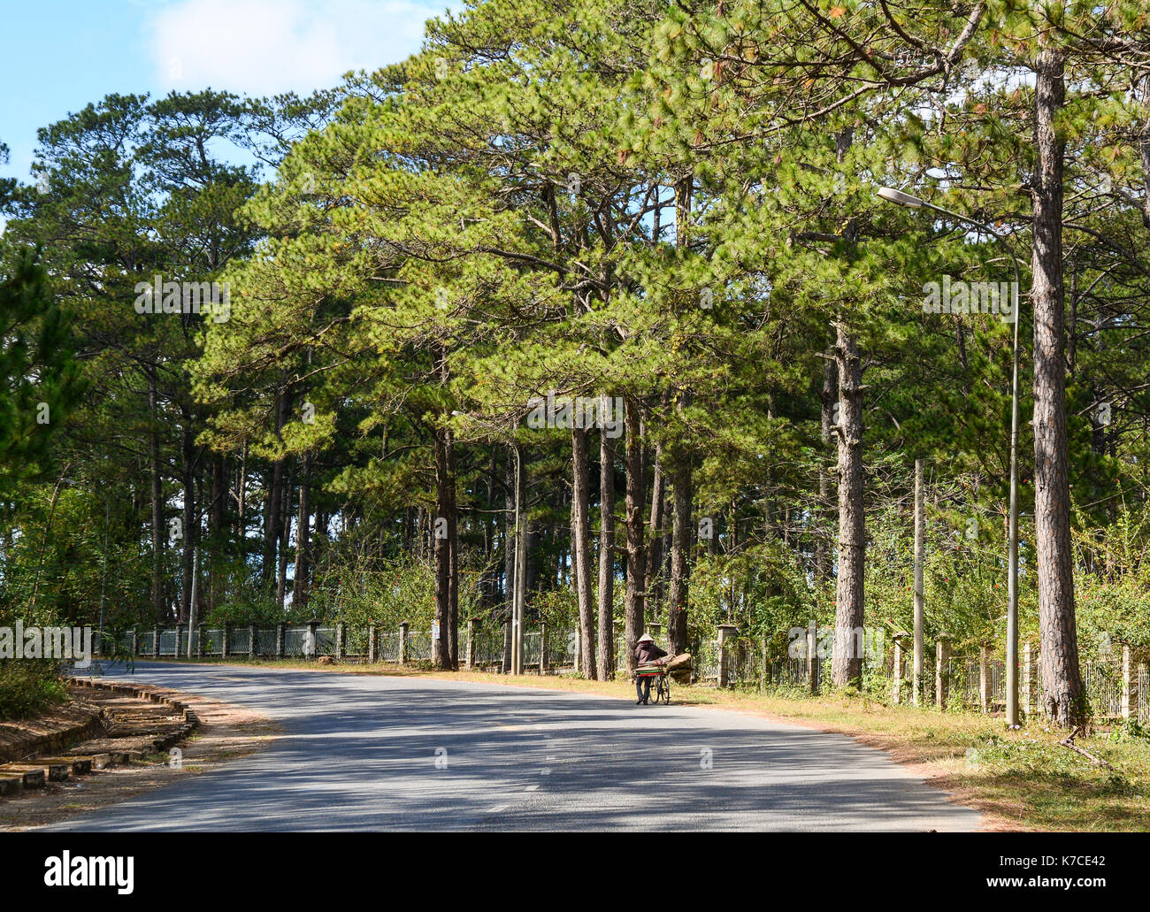 Road with pine tree forest in Dalat, Vietnam. Dalat is a city located ...