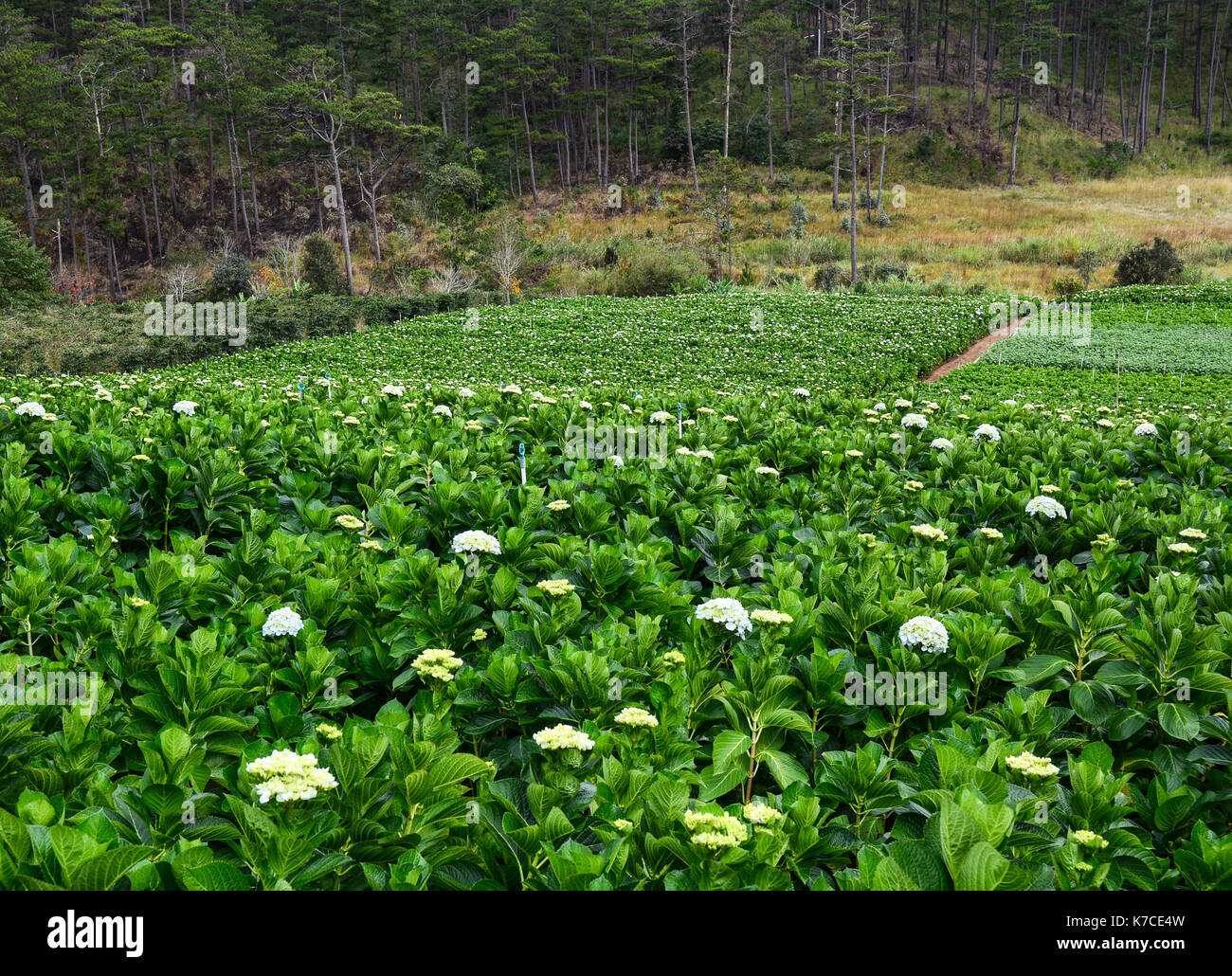 Hydrangea flower plantation in Dalat, Vietnam. Dalat is a city located ...