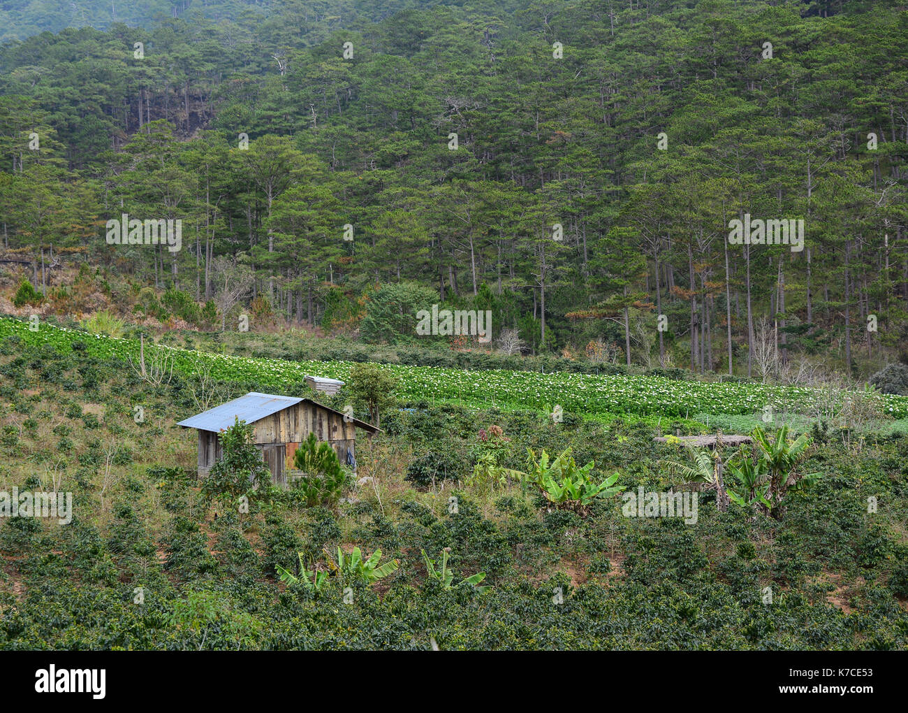 Small rural house with pine tree forest in Dalat, Vietnam. Dalat is a city located on Lang Biang ...
