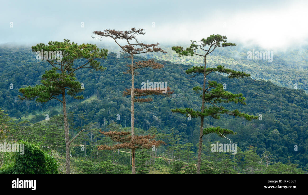 Pine trees on mountain in Dalat, Vietnam. Dalat is a city located on ...