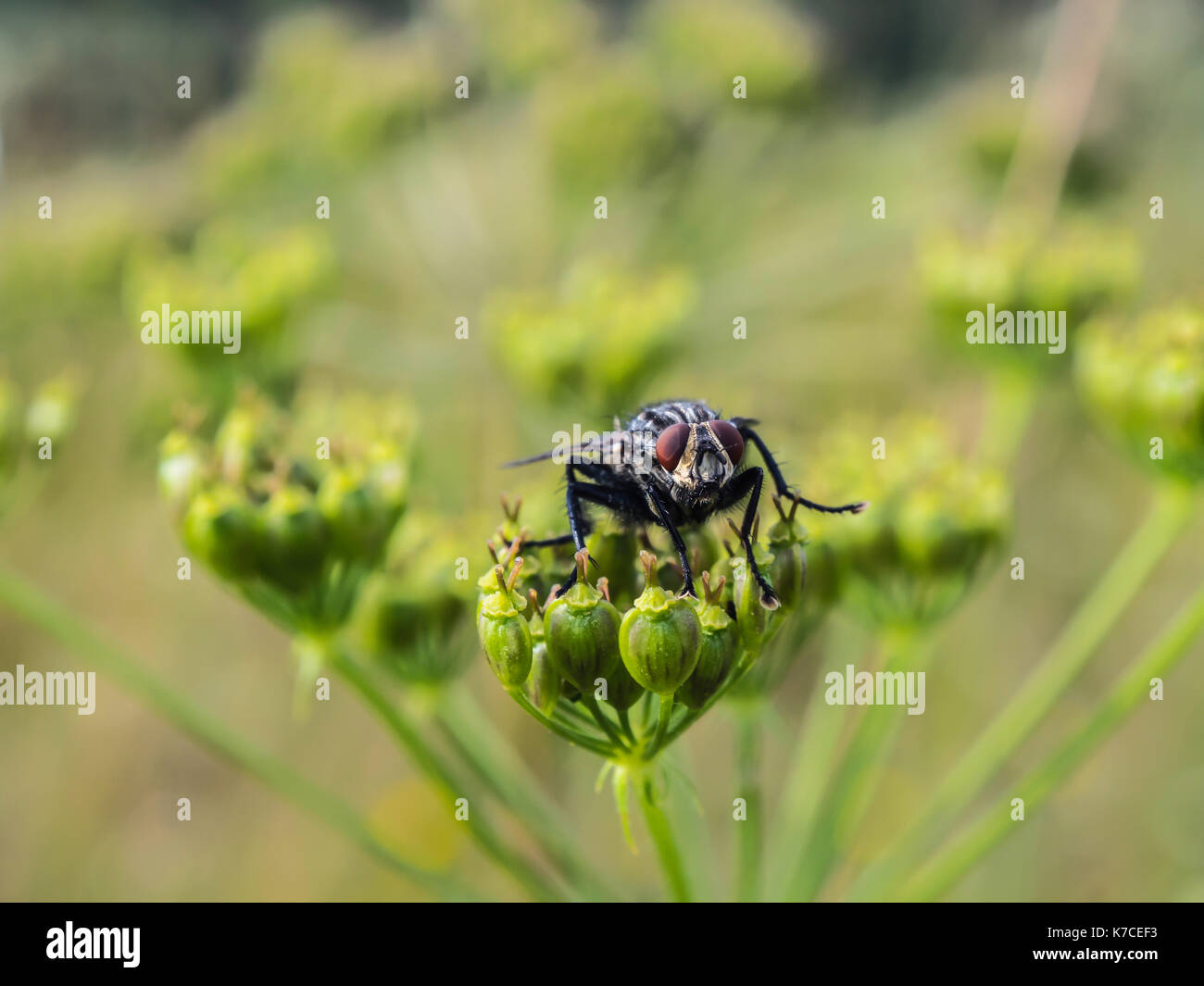 The frontal view of a housefly sitting on a green plant. Close-up ...
