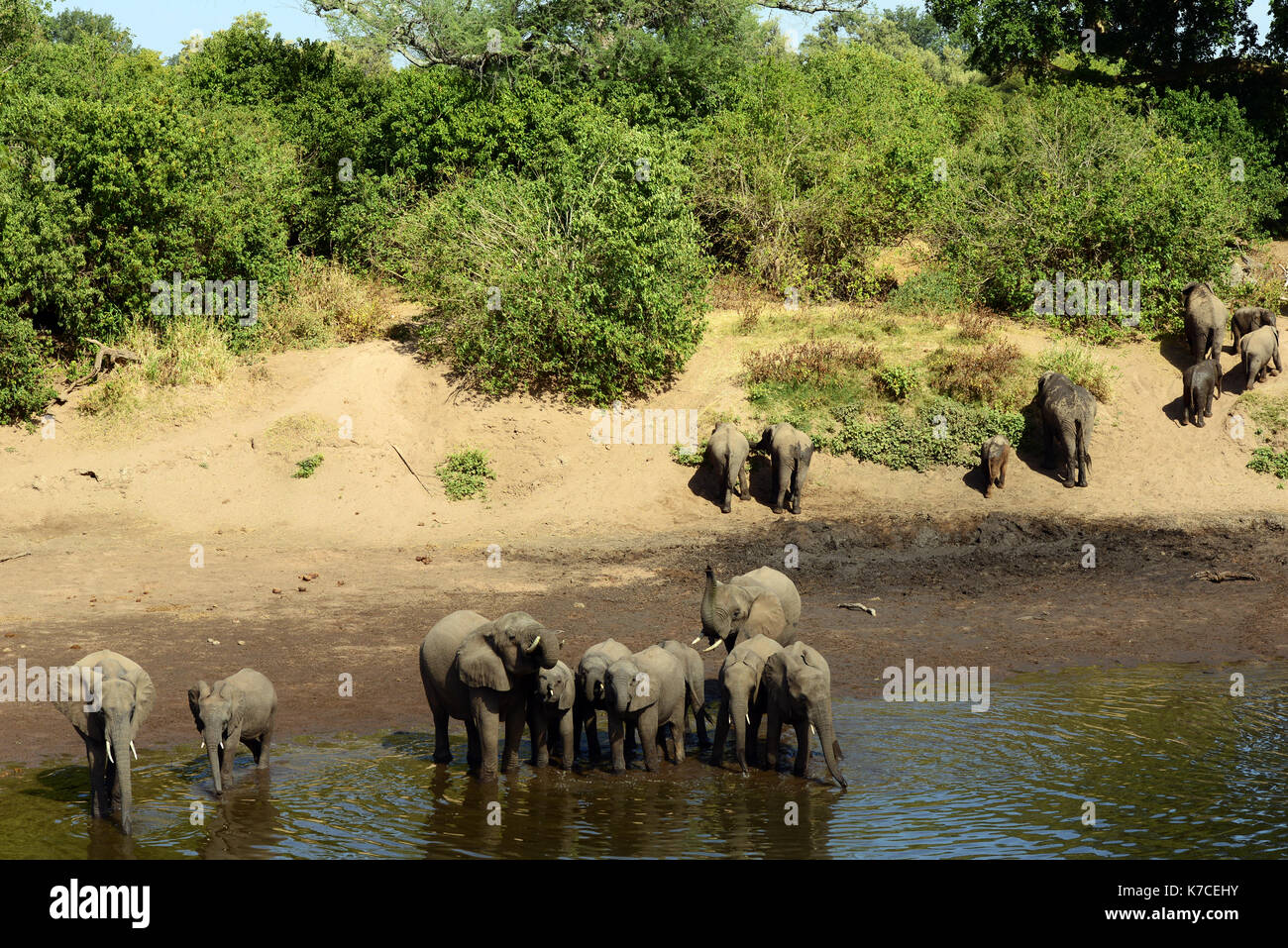 Botswana elephant tuli block hi-res stock photography and images - Alamy