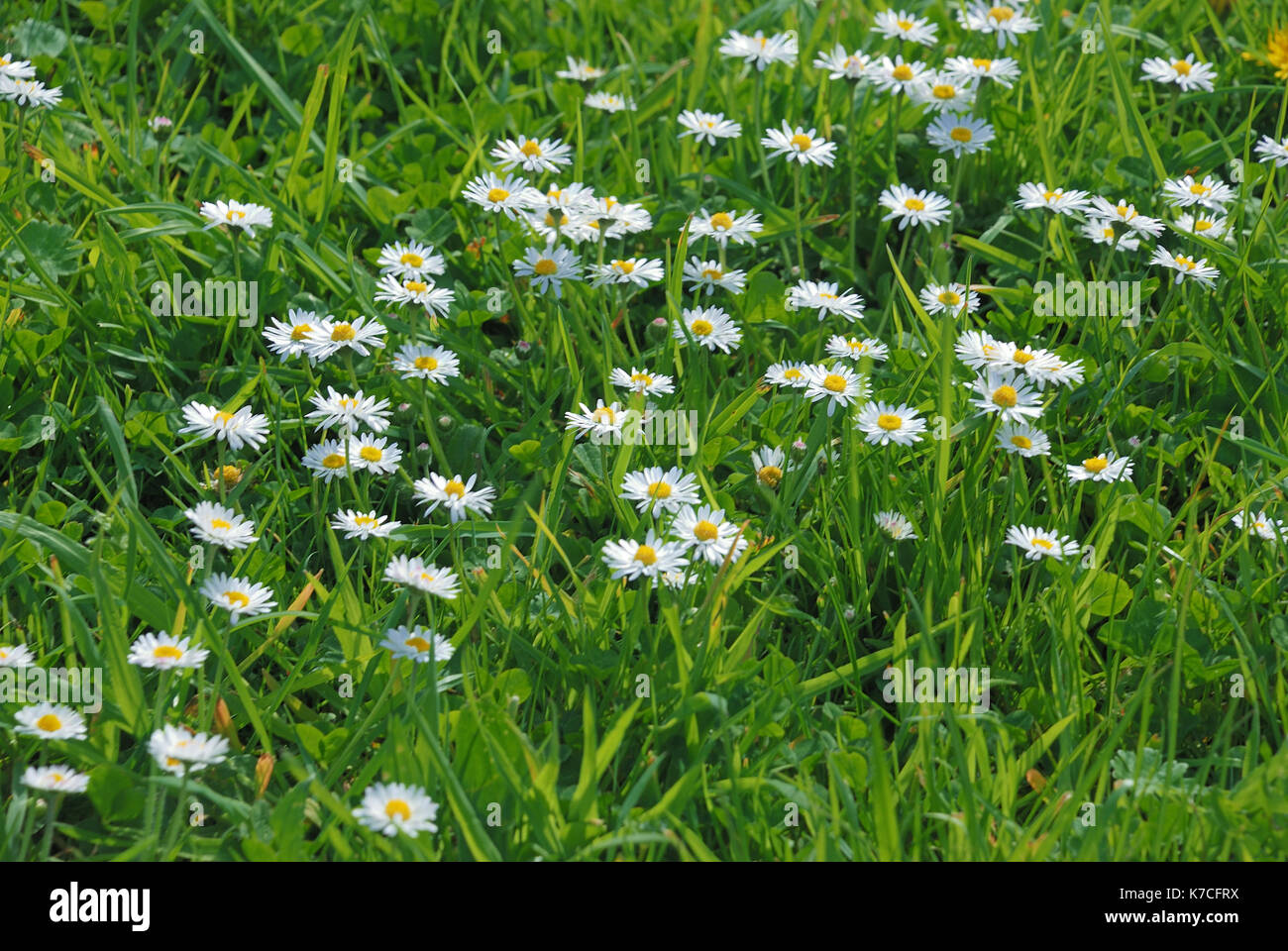 Green grass and daisies Stock Photo - Alamy