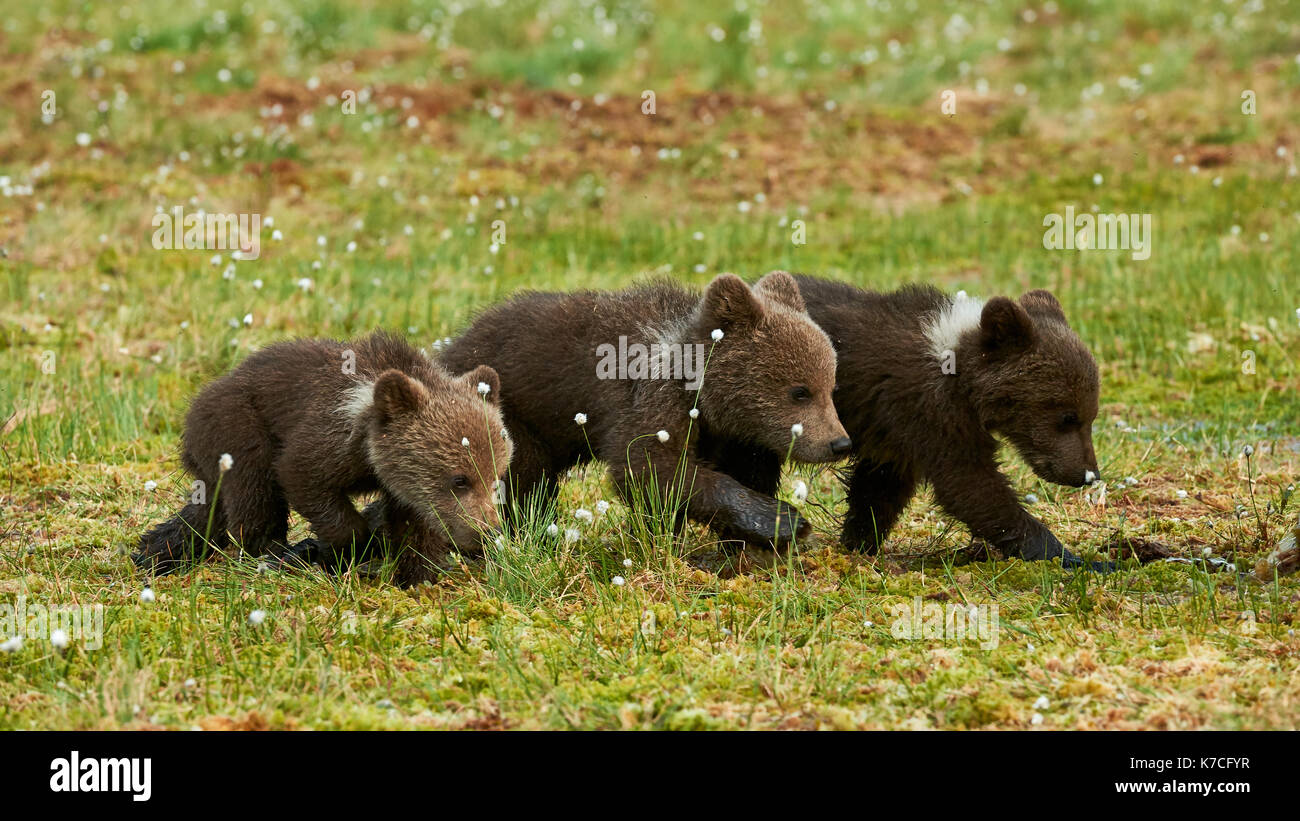 Three brown bear cubs hi-res stock photography and images - Alamy