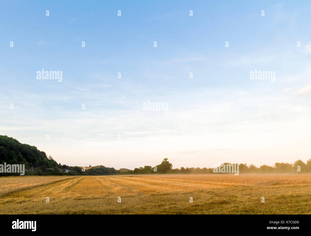 Wheat harvest: An evening mist of grain dust in the air over a ...
