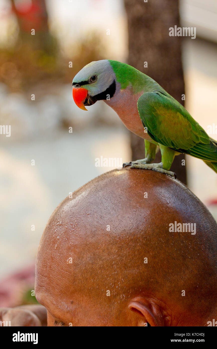 Human head on bird hi-res stock photography and images - Alamy