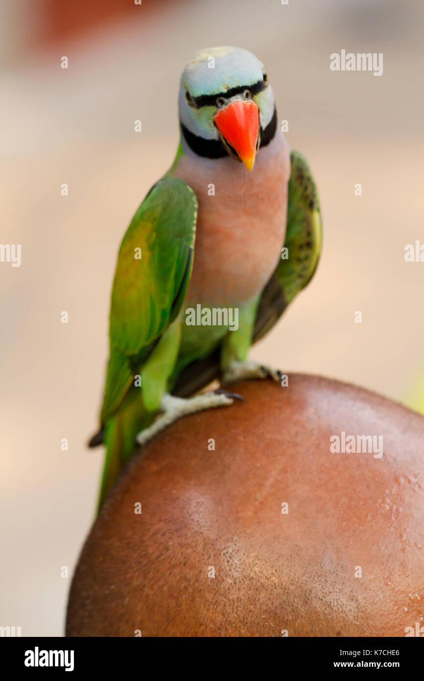 A parrot on the shaved head of human Stock Photo - Alamy