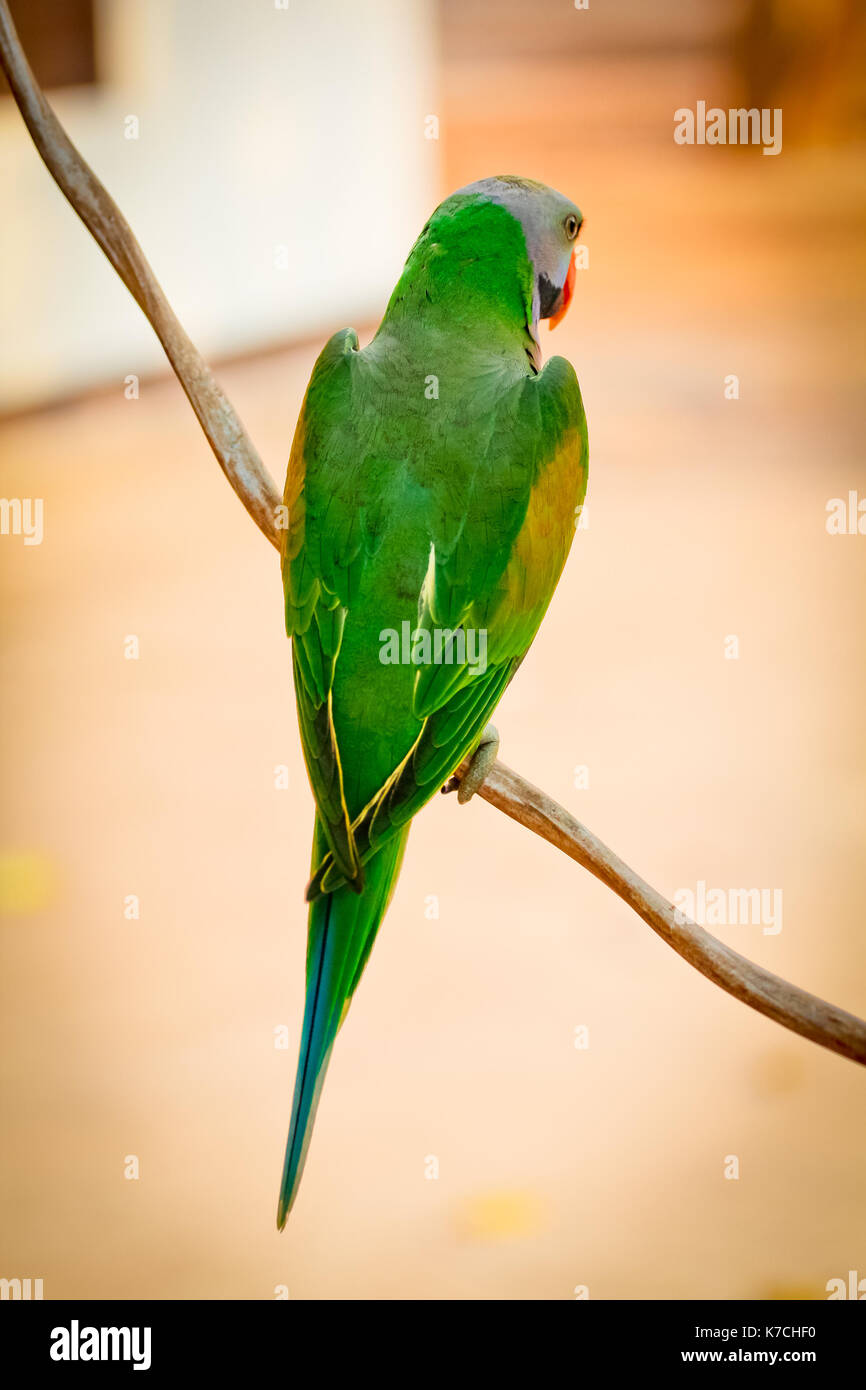 Beautiful color brazilian parrot bird hi-res stock photography and ...