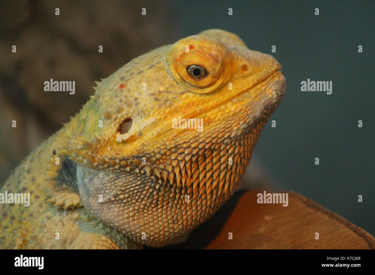 Thermoregulation lizard hi-res stock photography and images - Alamy