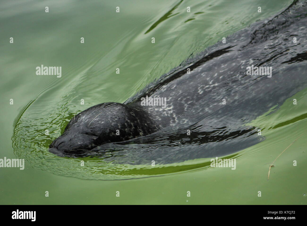 Slick fur hi-res stock photography and images - Alamy