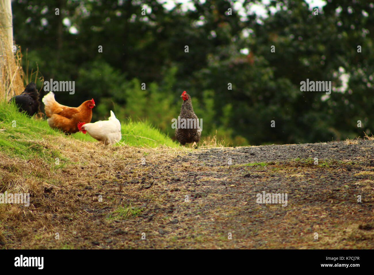 Vintage chicken coop hi-res stock photography and images - Alamy
