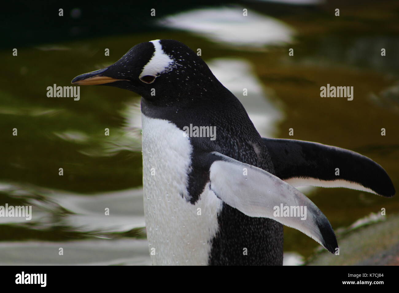 Gentoo penguin spreading wings Stock Photo - Alamy