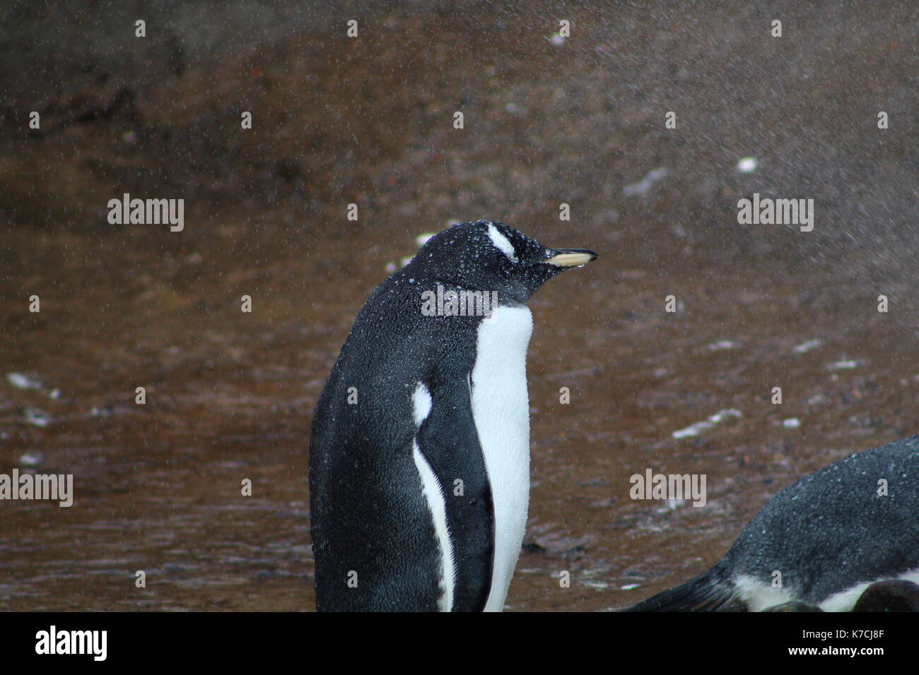 Penguin vector hi-res stock photography and images - Alamy