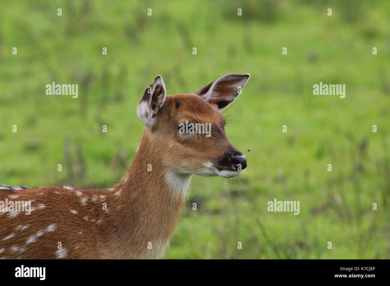 Female roe deer uk spring hi-res stock photography and images - Alamy