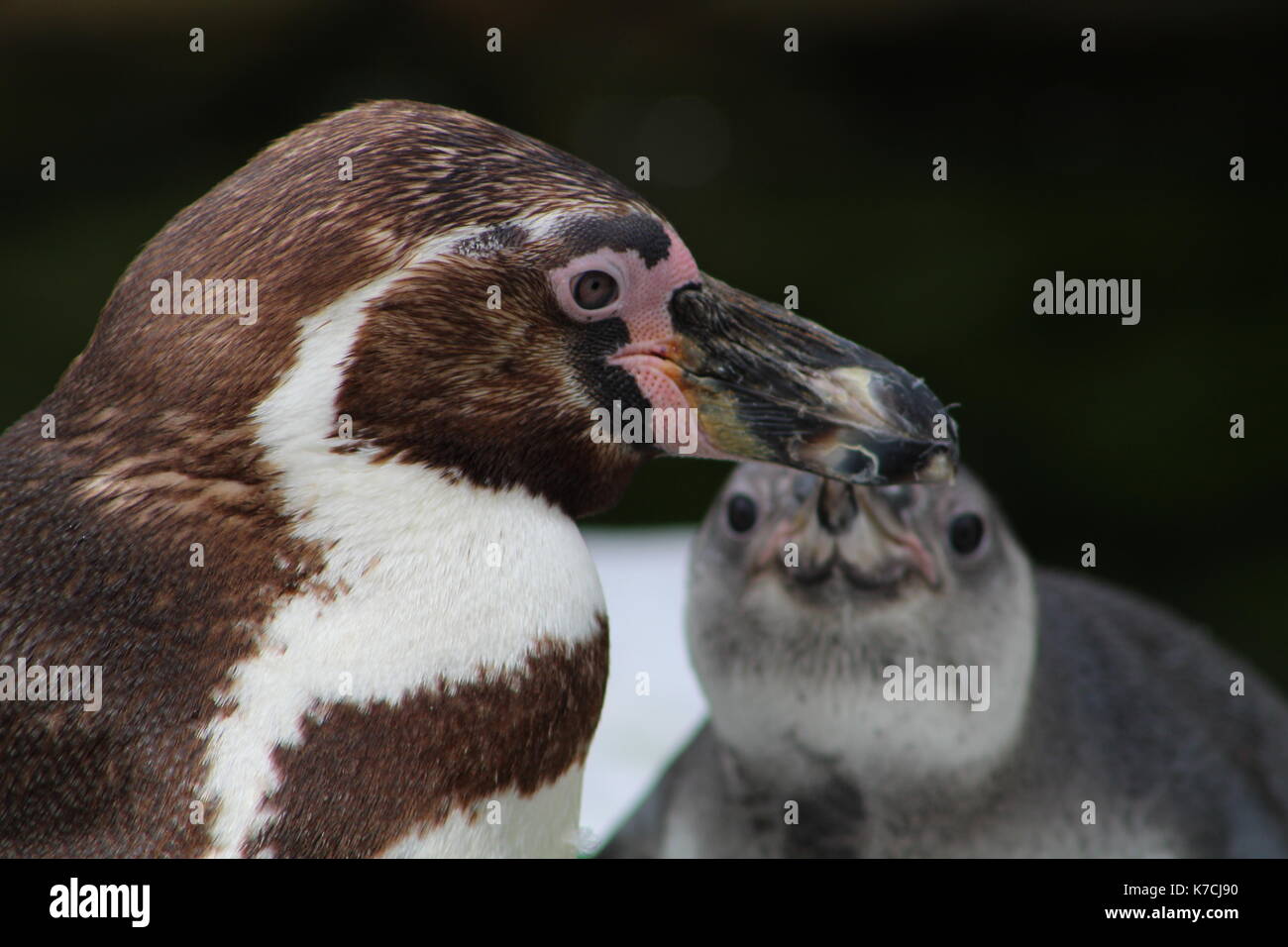 Baby penguin close up hi-res stock photography and images - Alamy