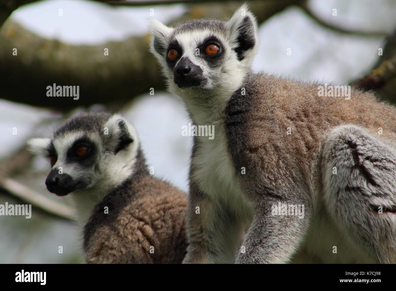 Ring tailed lemurs Stock Photo - Alamy