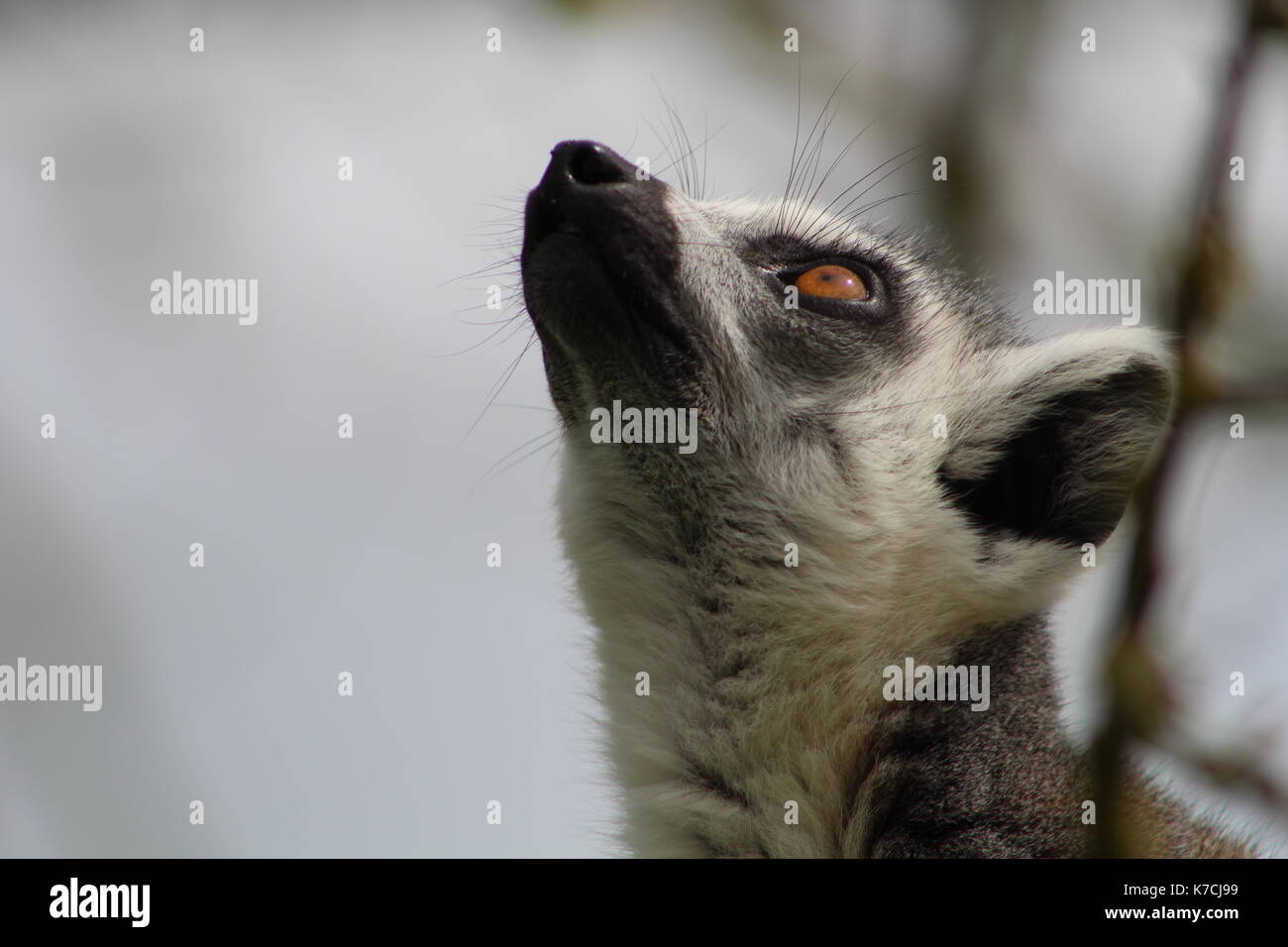 Lemur nose hi-res stock photography and images - Alamy
