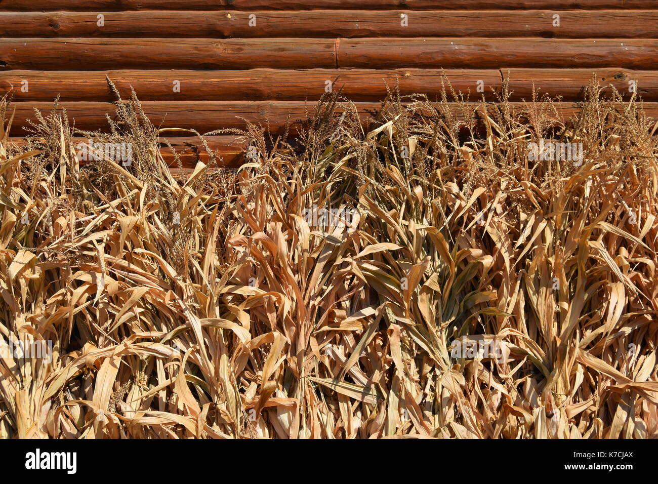 Corn stalk decoration hi-res stock photography and images - Alamy