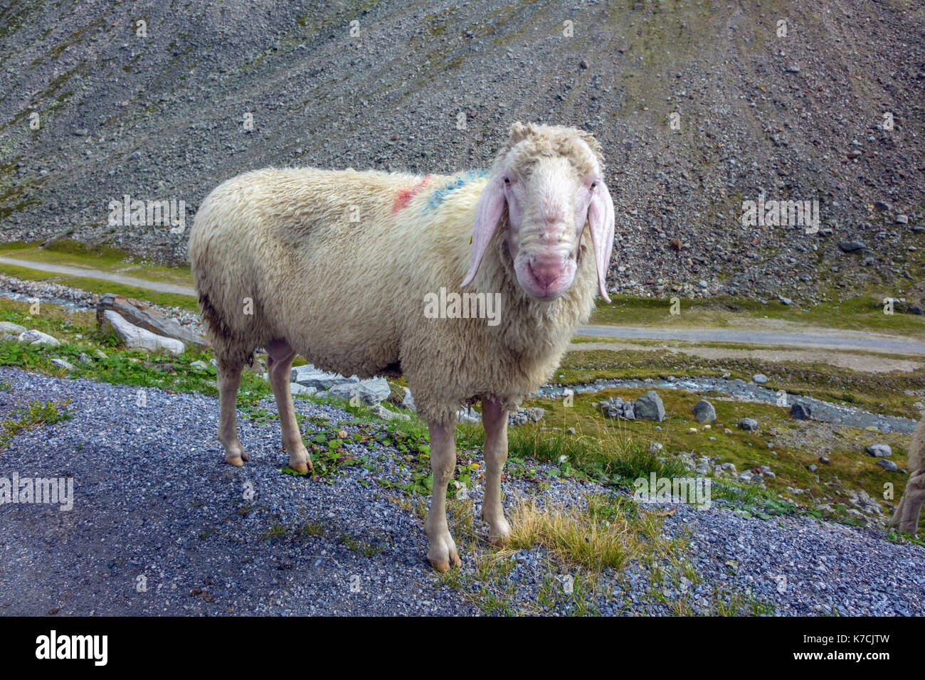 Long floppy ears hi-res stock photography and images - Alamy